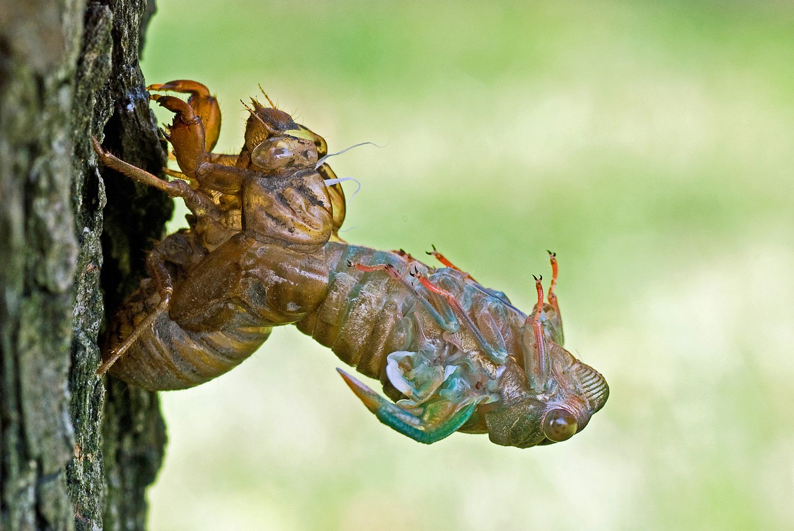 Emerging Cicada | The Photography Forum